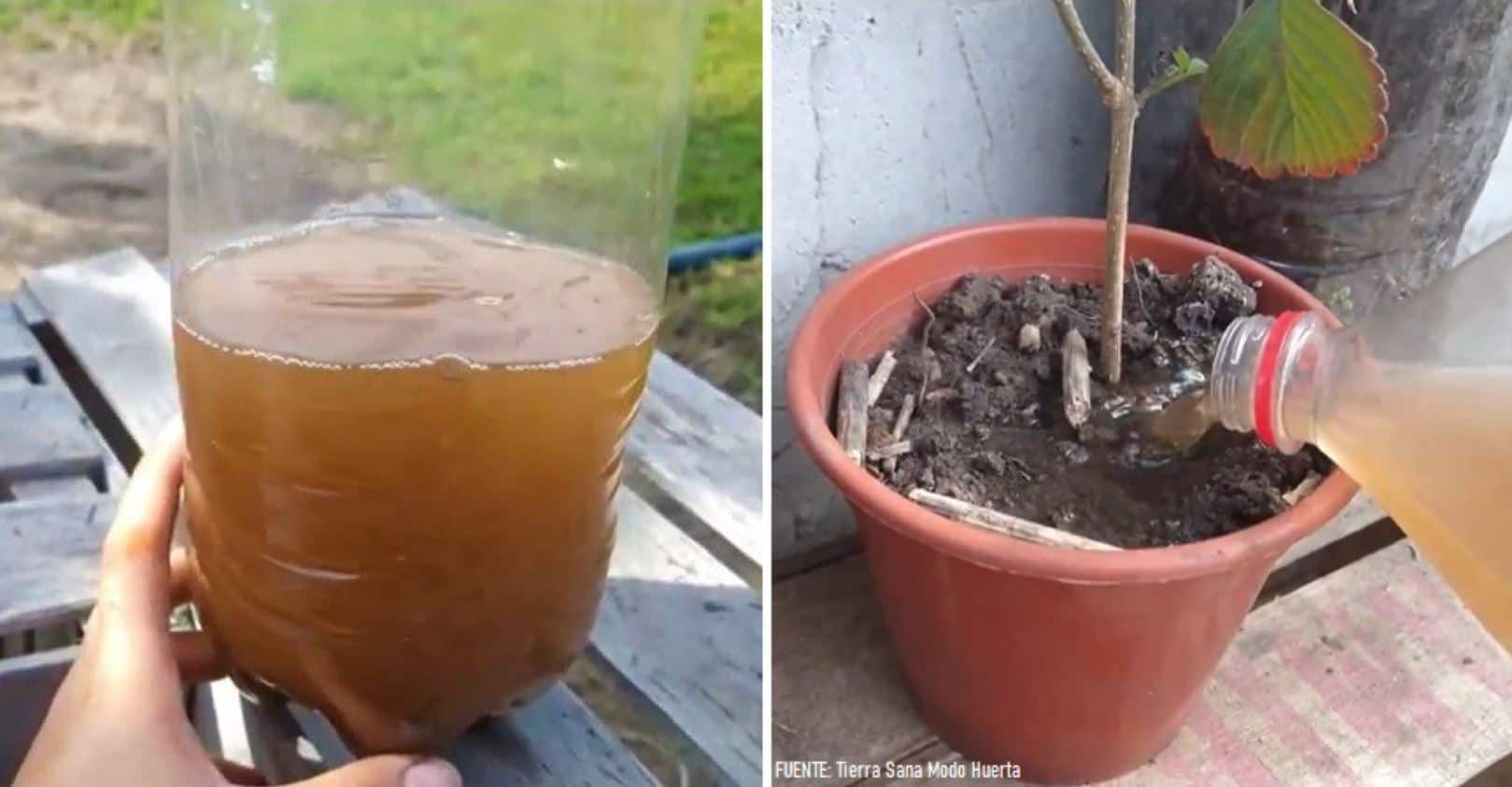 Come fare un fertilizzante con chiodi arrugginiti per le tue piante Come fare un fertilizzante con chiodi arrugginiti per le tue piante