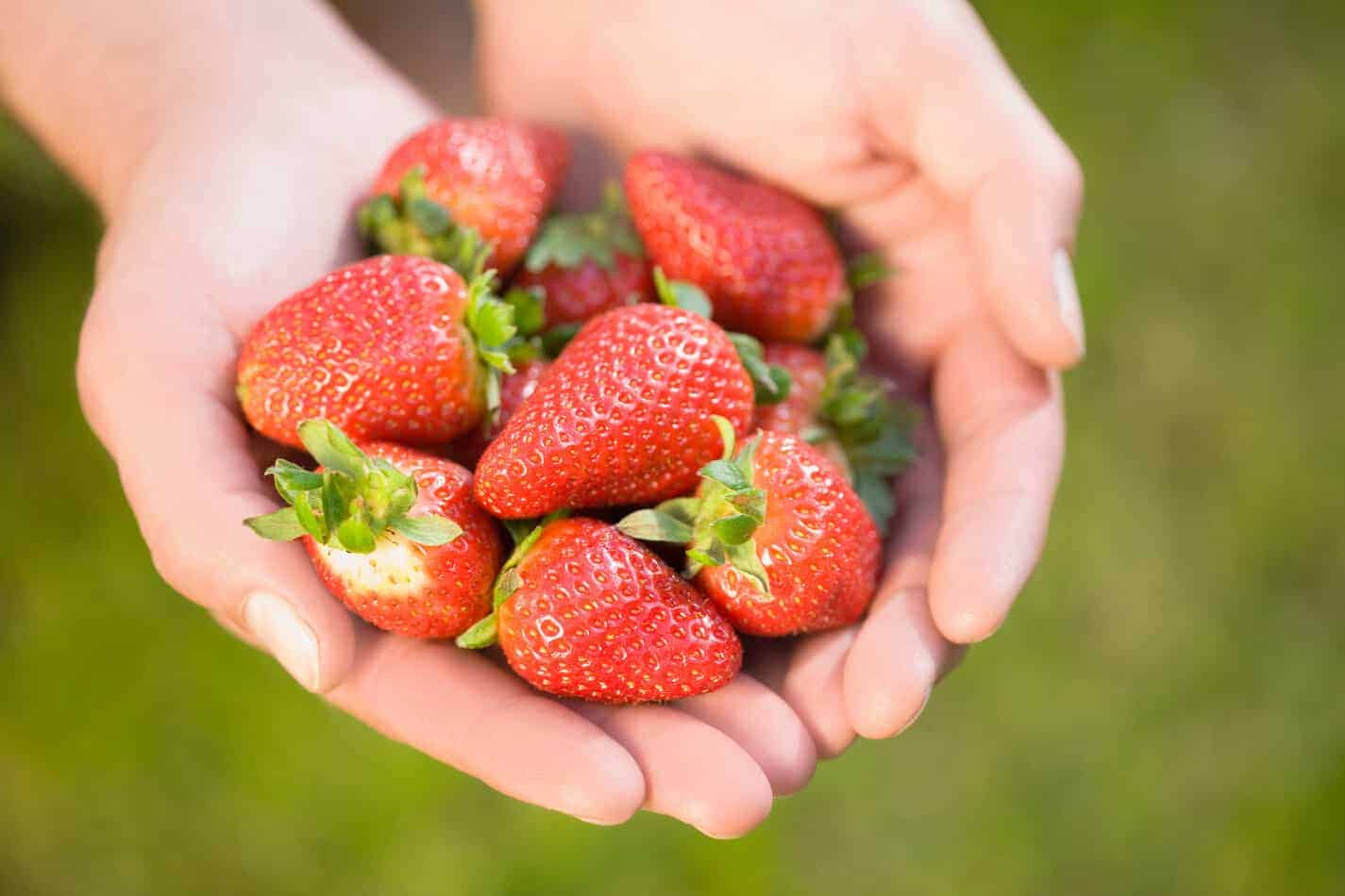 Come piantare le fragole in un vaso e avere il proprio giardino in casa