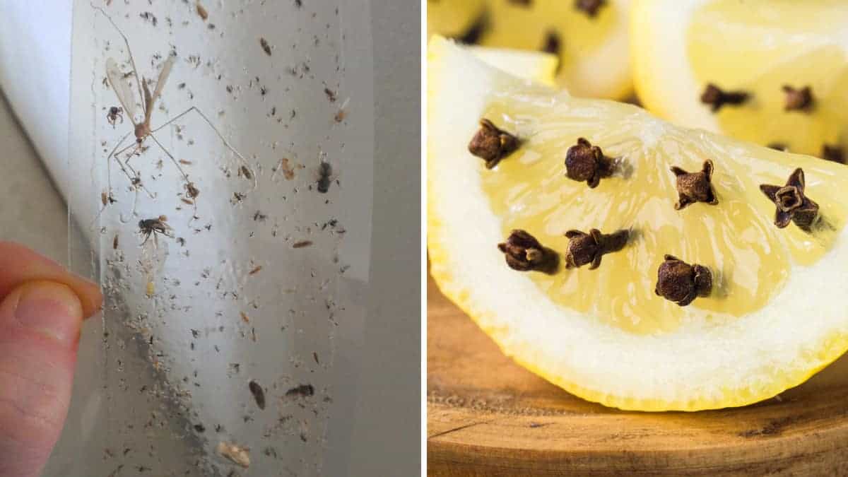 6 rimedi casalinghi per eliminare le mosche da casa tua