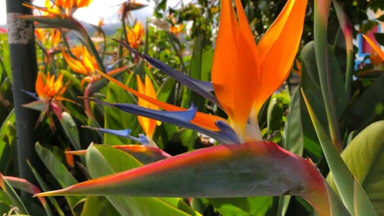 Strelitzia reginae: caratteristiche, cura e riproduzione di questa pianta