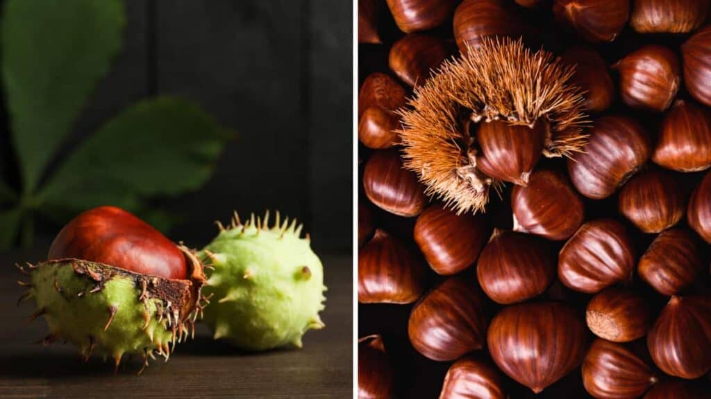 Qual è la differenza tra castagna e castagna matta? Impariamo a ...