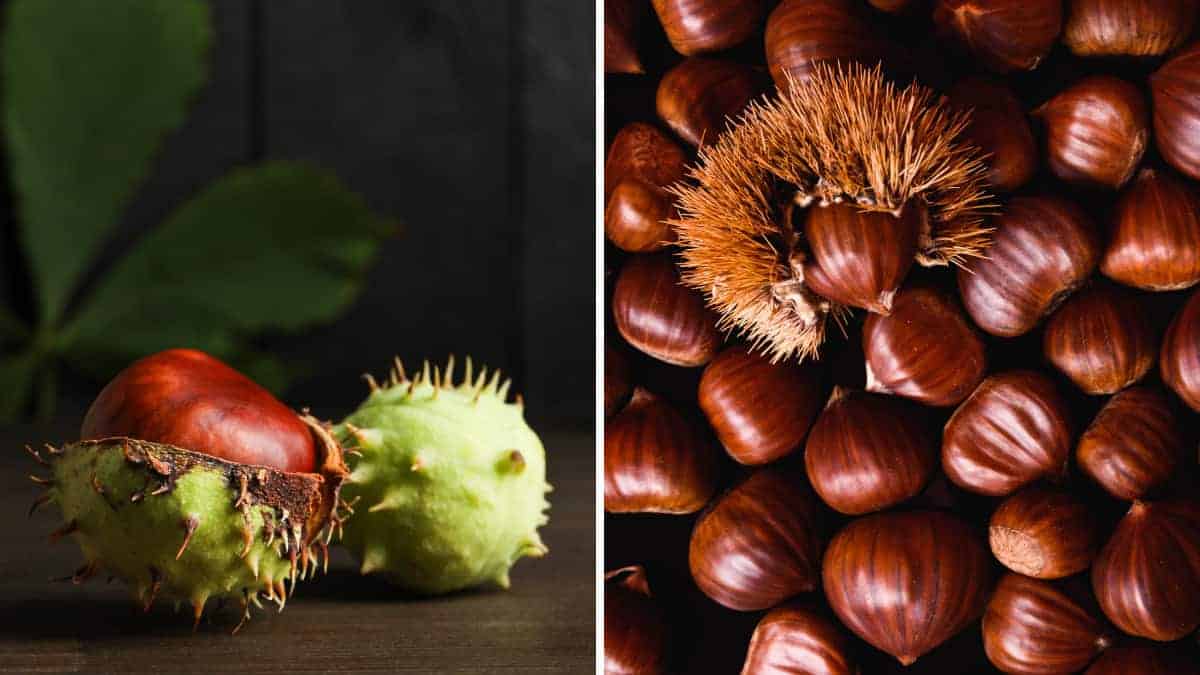 Qual è la differenza tra castagna e castagna matta? Impariamo a ...