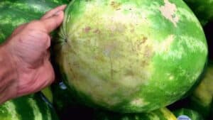 L'agricoltore mostra come scegliere la più dolce delle angurie