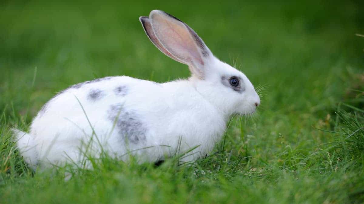 Gli esperti avvertono: non piantare gerani!