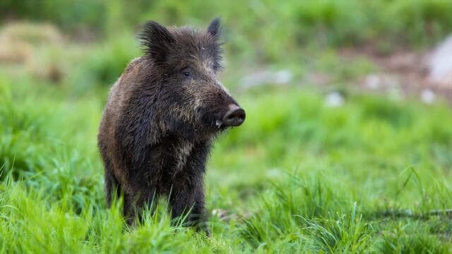 Questi 8 animali scavano buche nel tuo giardino