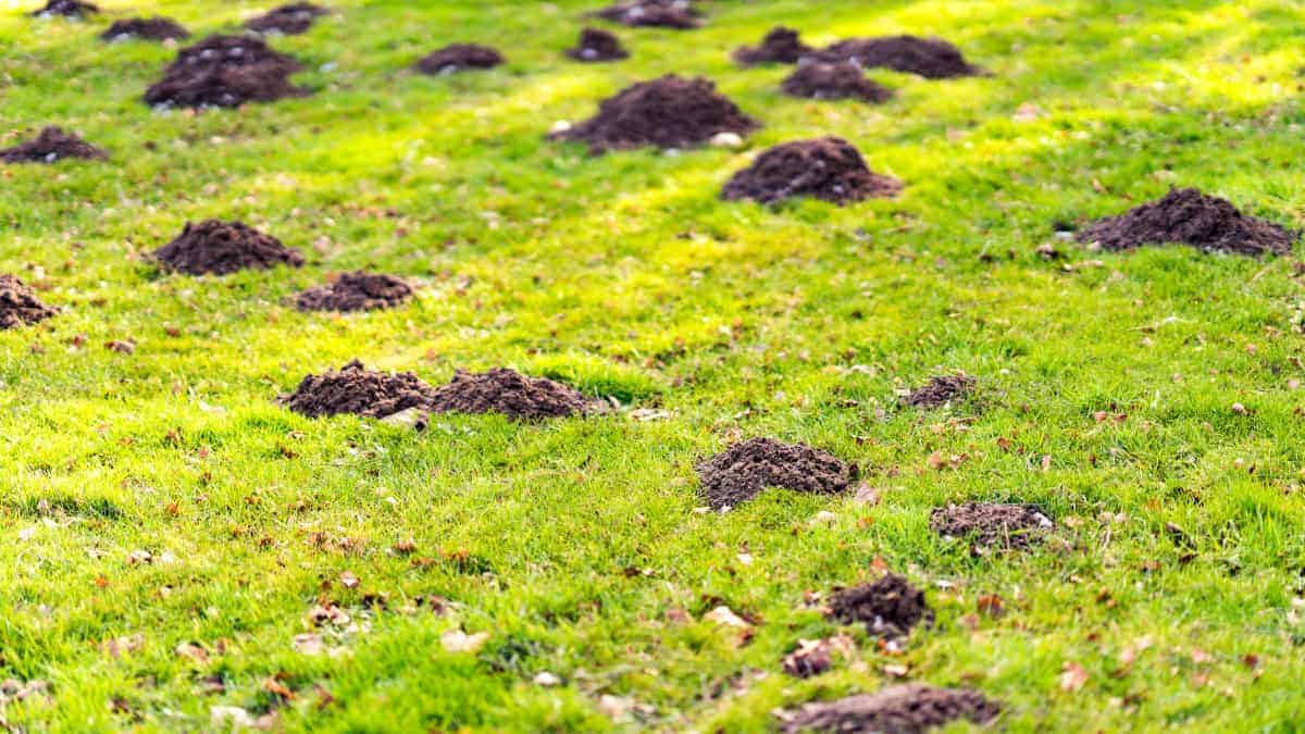 Questi 8 animali scavano buche nel tuo giardino