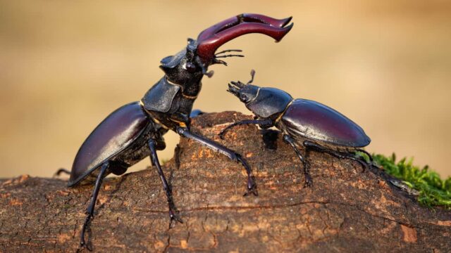 Non eliminare il cervo volante: può sembrare spaventoso, ma è ...