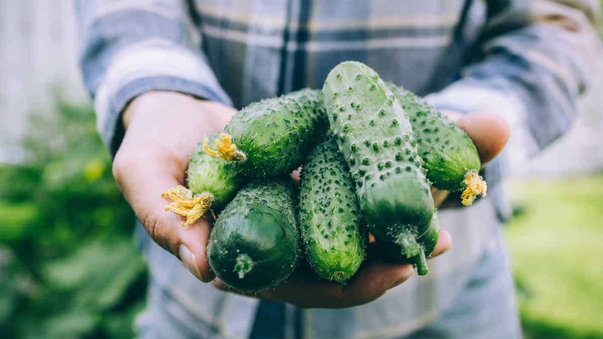 Coltivare deliziosi cetrioli in una pentola è così facile