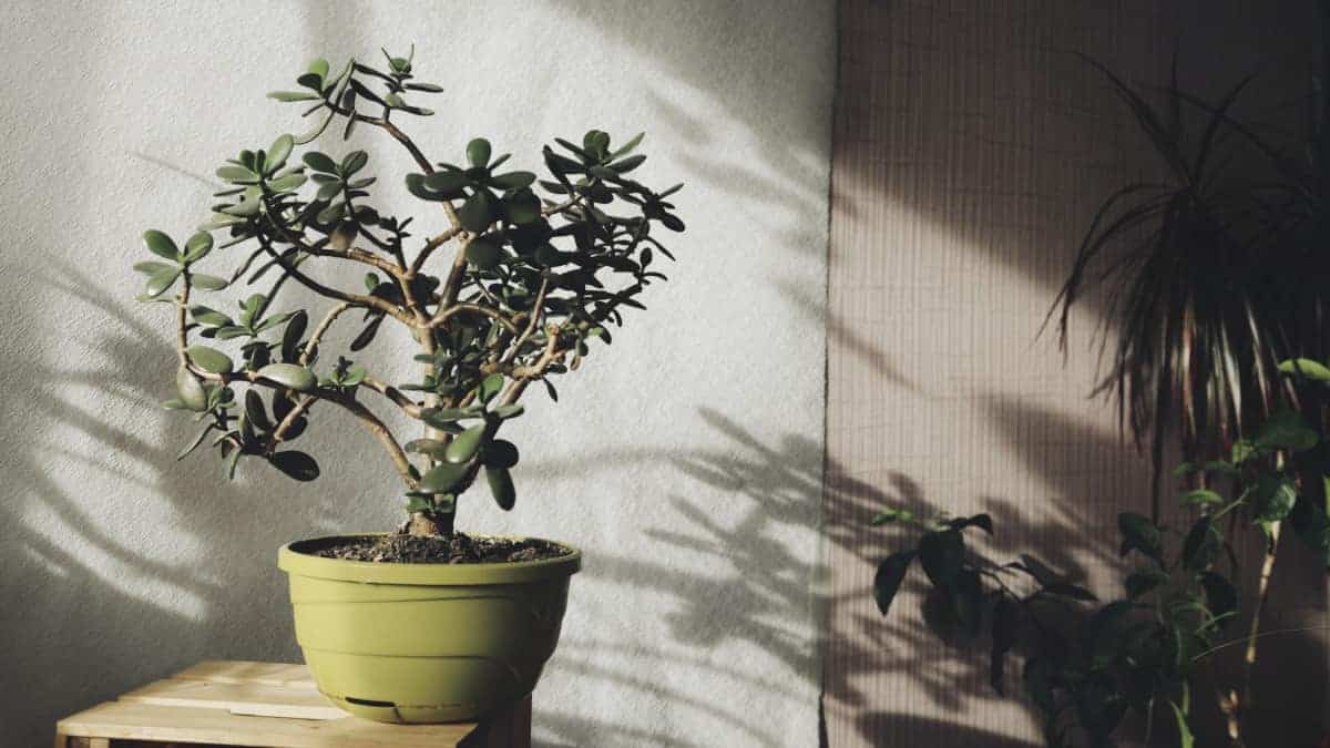 Pianta di giada in casa: dove posizionarla in modo che fiorisca sempre