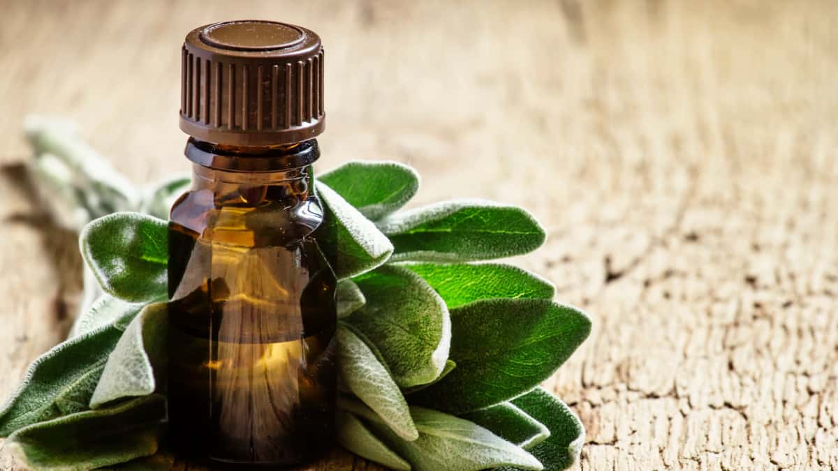 4 Cose incredibili che è possibile fare con la salvia