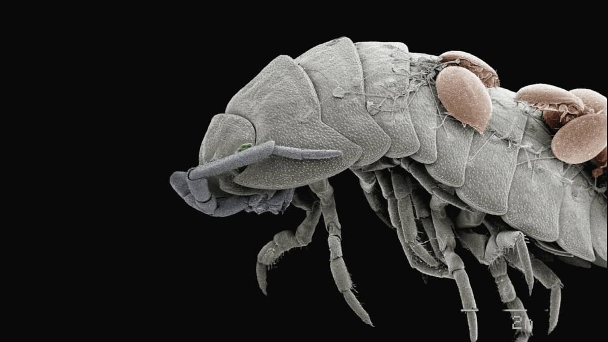 Acari, ecco come eliminarli da ogni superficie: il metodo rivoluzionario