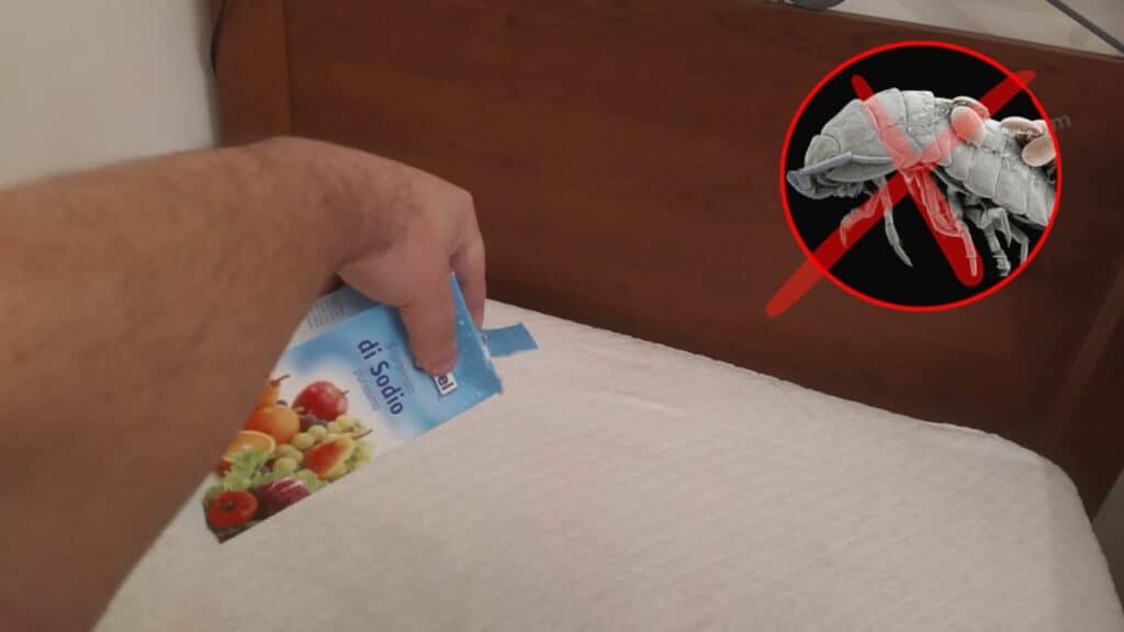 Acari, ecco come eliminarli da ogni superficie: il metodo rivoluzionario