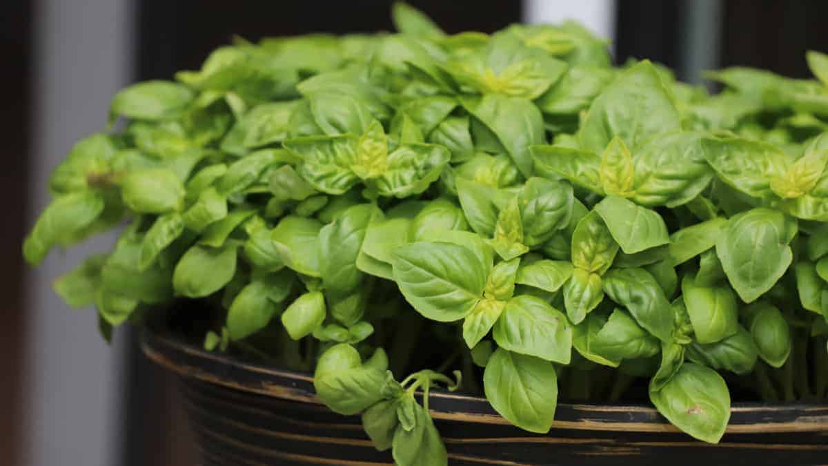 10 Proprietà e benefici del Basilico