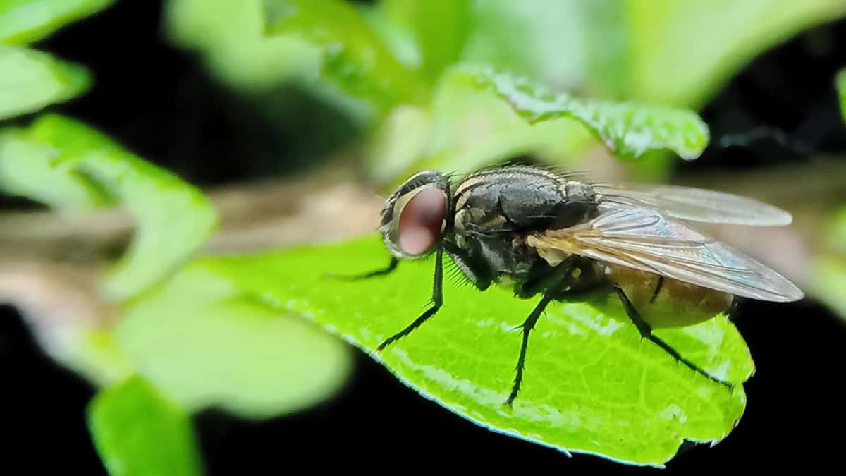 Un trucco efficace contro le mosche in casa: usa questo profumo e non ...