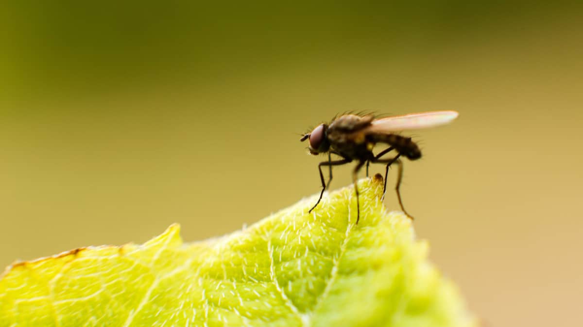 Insetticida naturale con tre ingredienti: la soluzione fai-da-te contro ...
