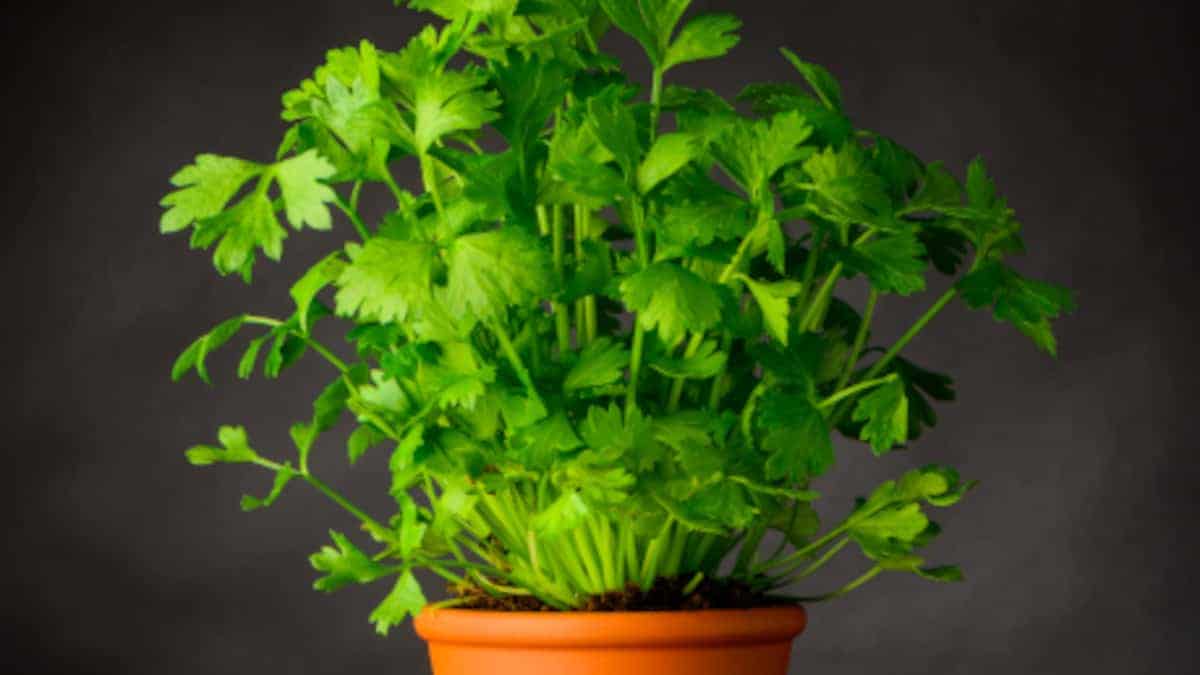 Guida alla coltivazione del prezzemolo: un'erba aromatica da ...