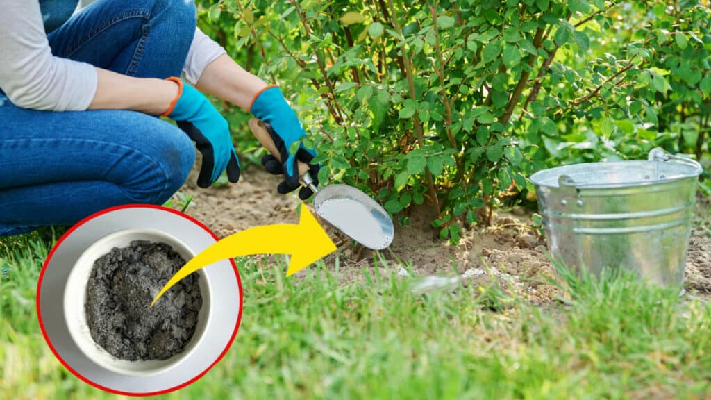 I benefici della cenere per le piante: come e perché utilizzarla