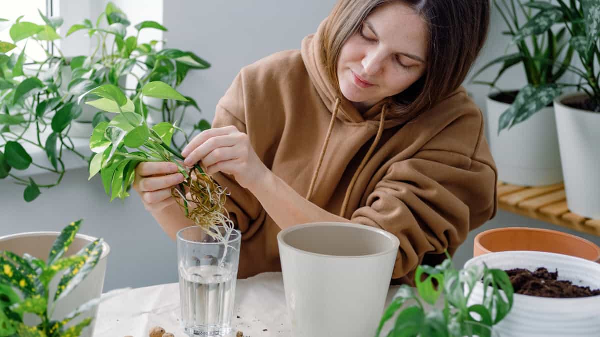 Guida alla coltivazione del Pothos a casa: cura e moltiplicazione per talea