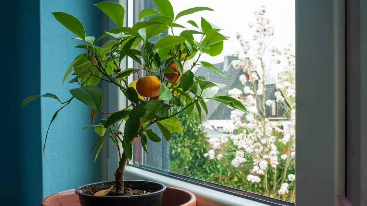 Come coltivare una pianta di mandarini in casa, in modo da poter godere ...