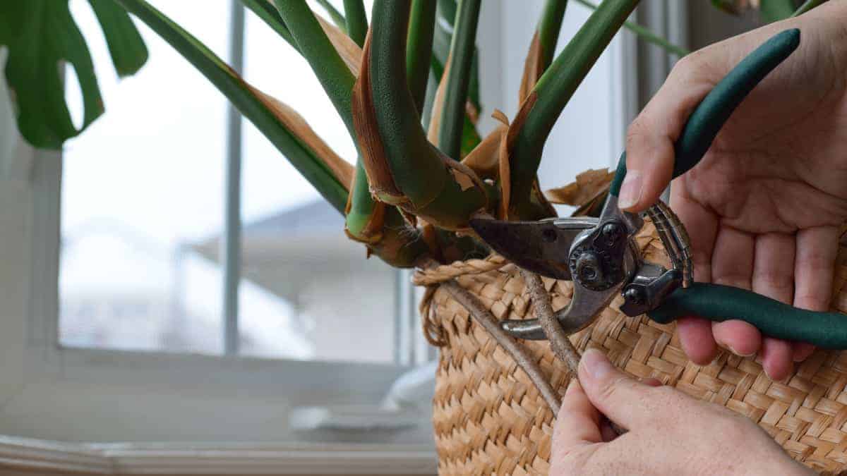 Radici “aeree” delle piante? Ecco spiegato cosa sono e come comportarsi ...