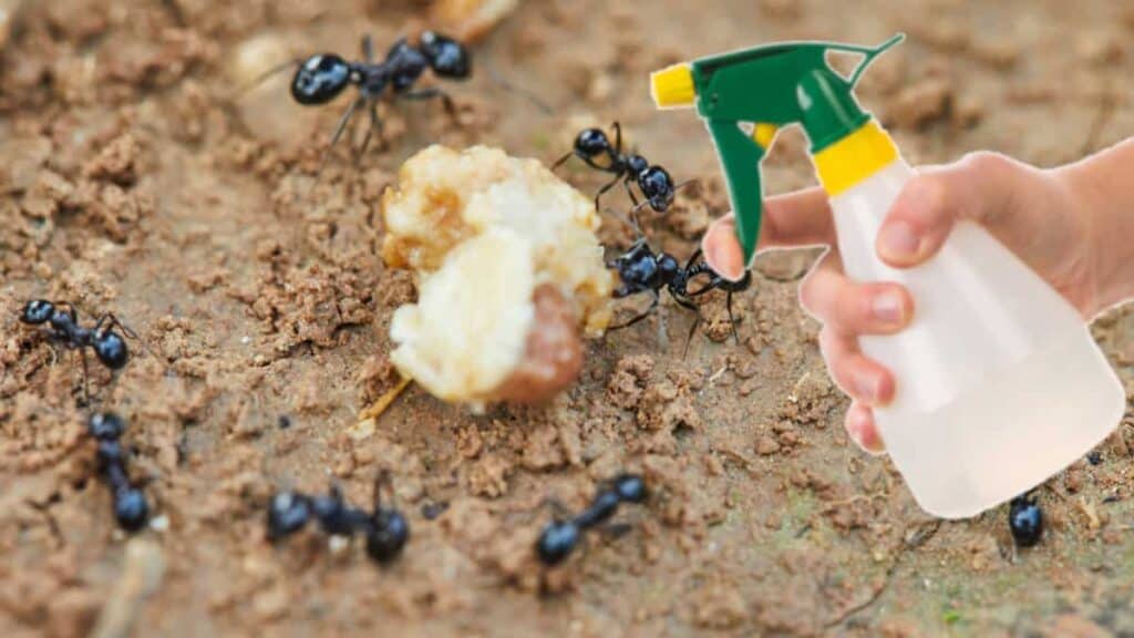 Rimedi naturali per tenere lontane le formiche. Ecco cosa devi fare